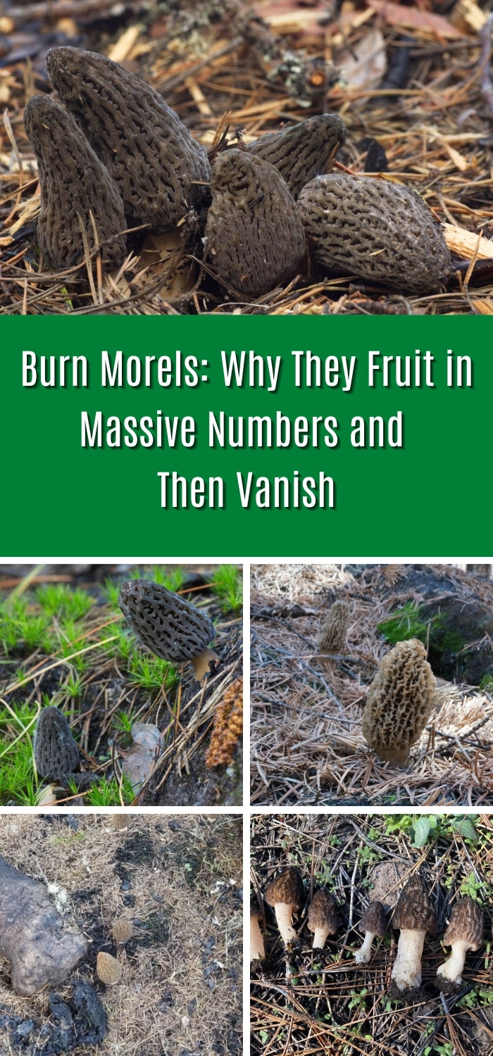 Burn Morels: Why They Fruit in Massive Numbers and Then Vanish ...