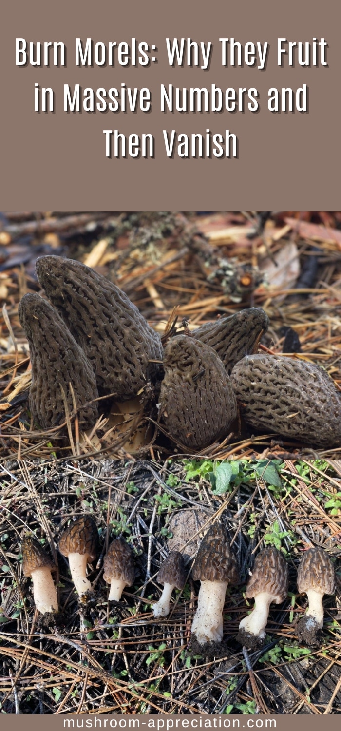 Burn Morels: Why They Fruit in Massive Numbers and Then Vanish ...