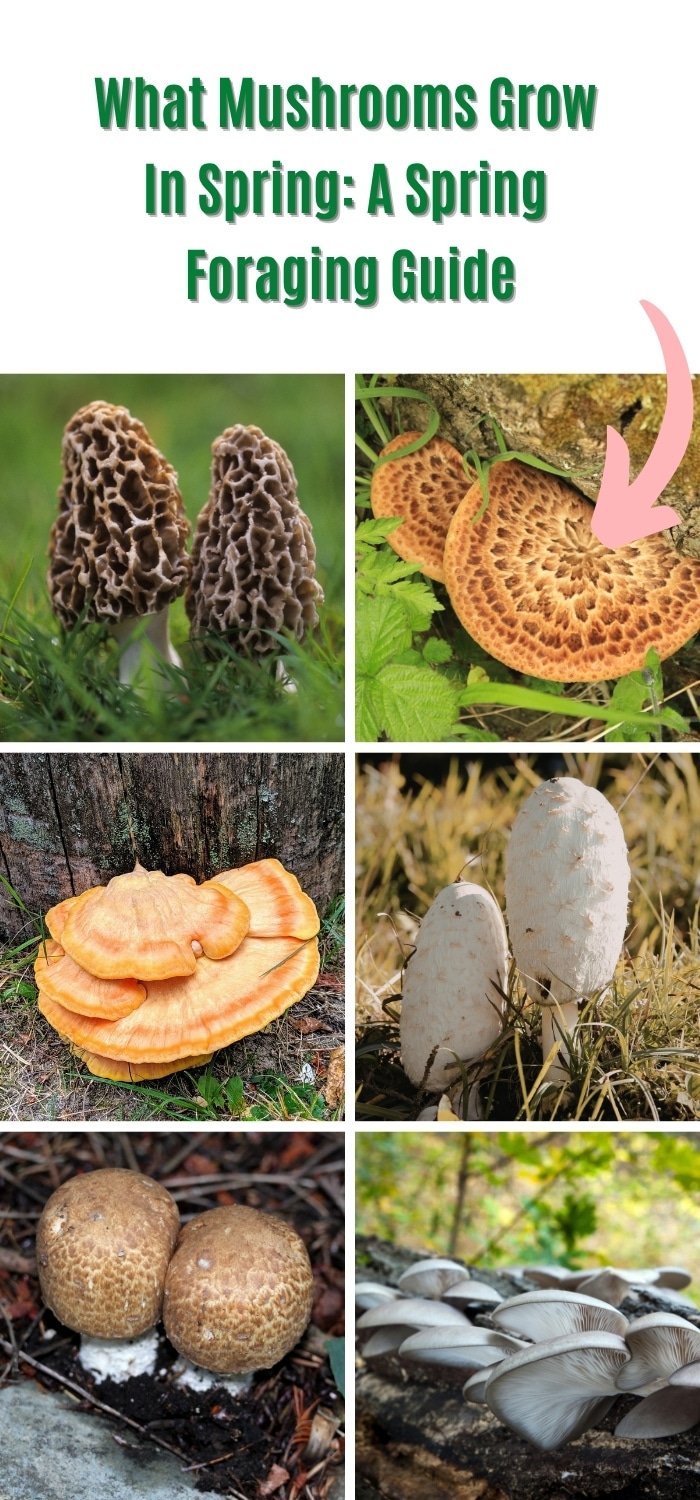 What Mushrooms Grow In Spring: A Spring Foraging Guide - Mushroom ...