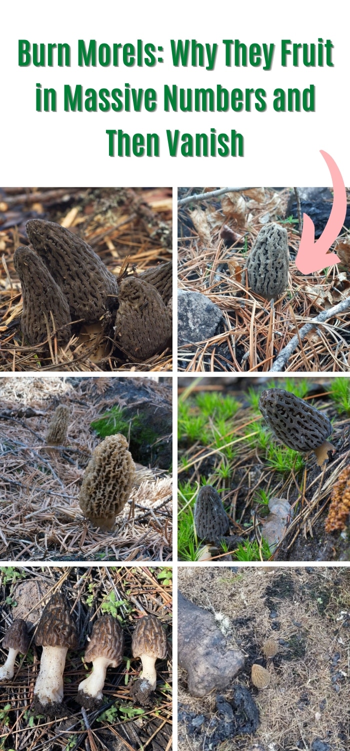 Burn Morels: Why They Fruit in Massive Numbers and Then Vanish ...