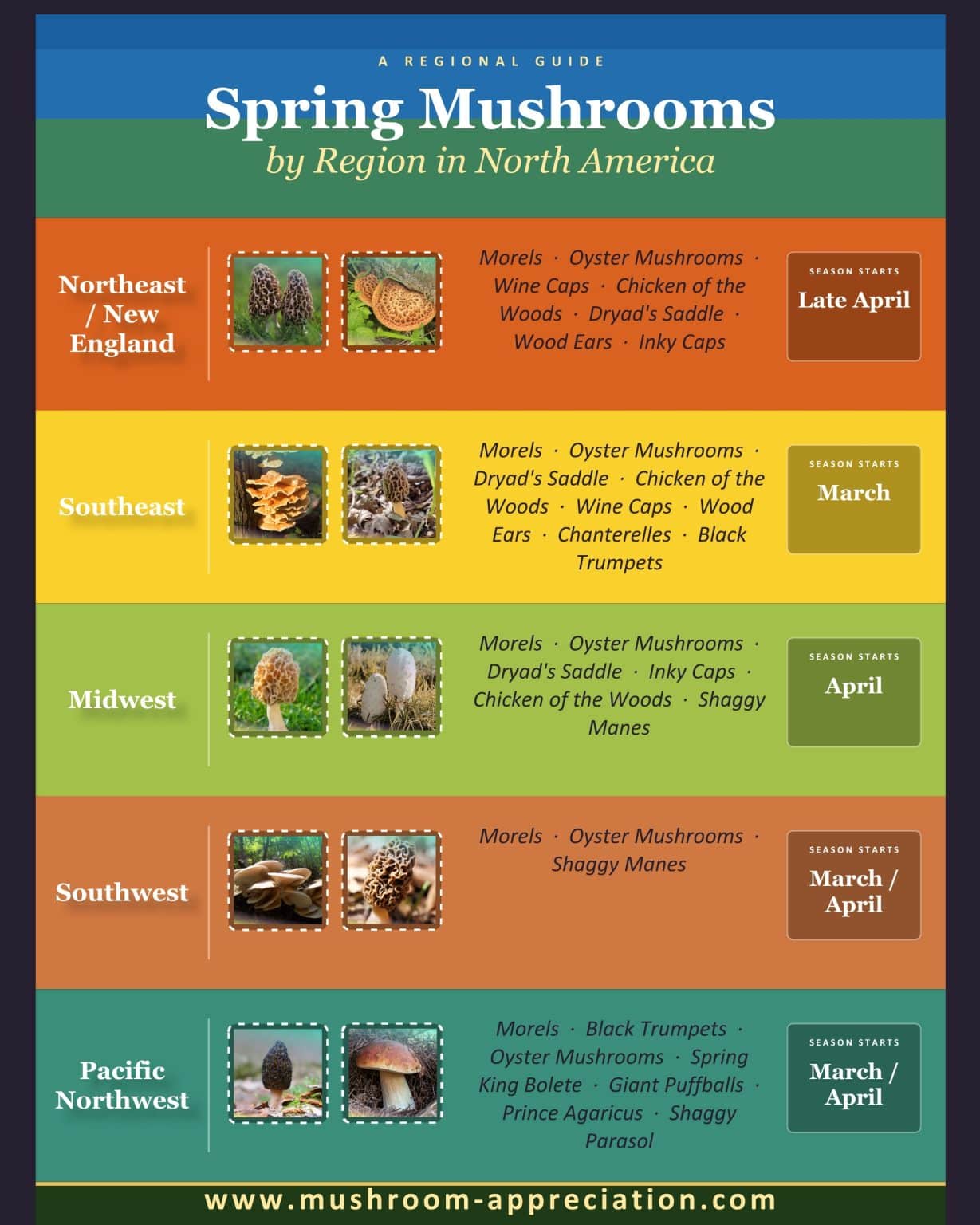 What Mushrooms Grow In Spring: A Spring Foraging Guide - Mushroom ...