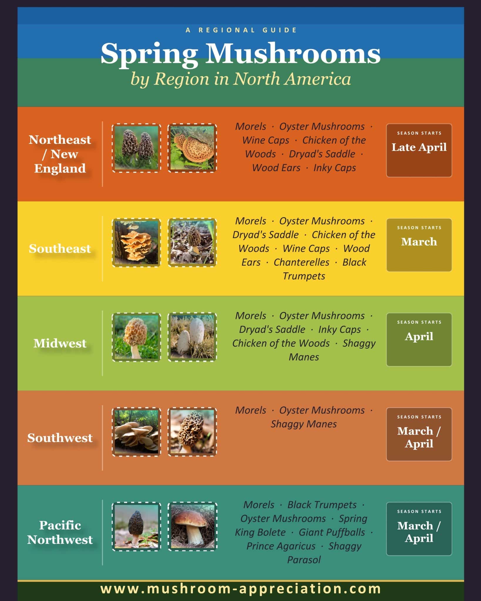 What Mushrooms Grow In Spring: A Spring Foraging Guide - Mushroom ...