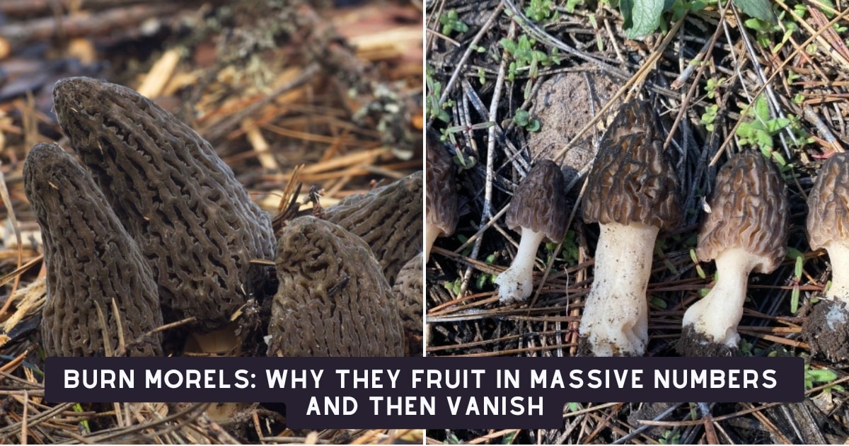 Burn Morels: Why They Fruit in Massive Numbers and Then Vanish ...