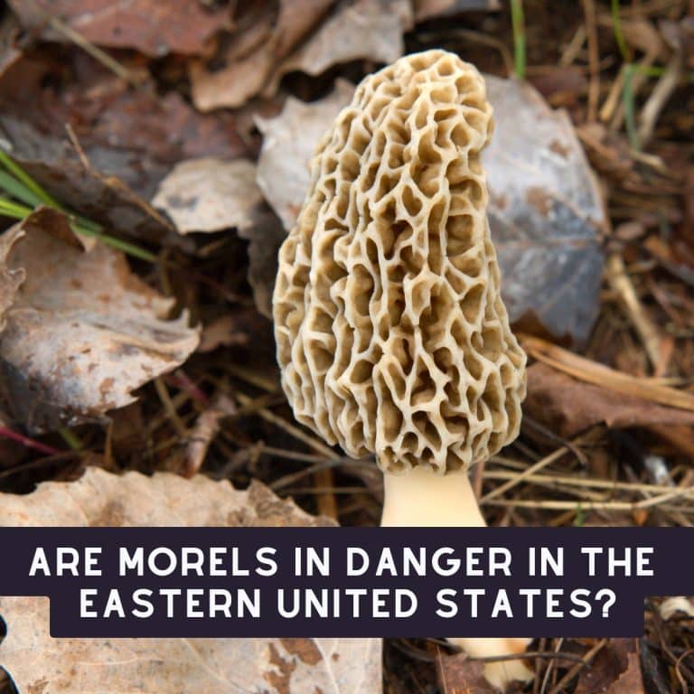 Burn Morels: Why They Fruit in Massive Numbers and Then Vanish ...