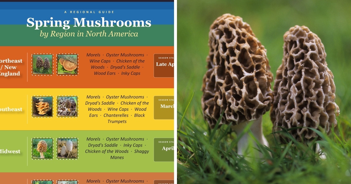 What Mushrooms Grow In Spring: A Spring Foraging Guide - Mushroom ...