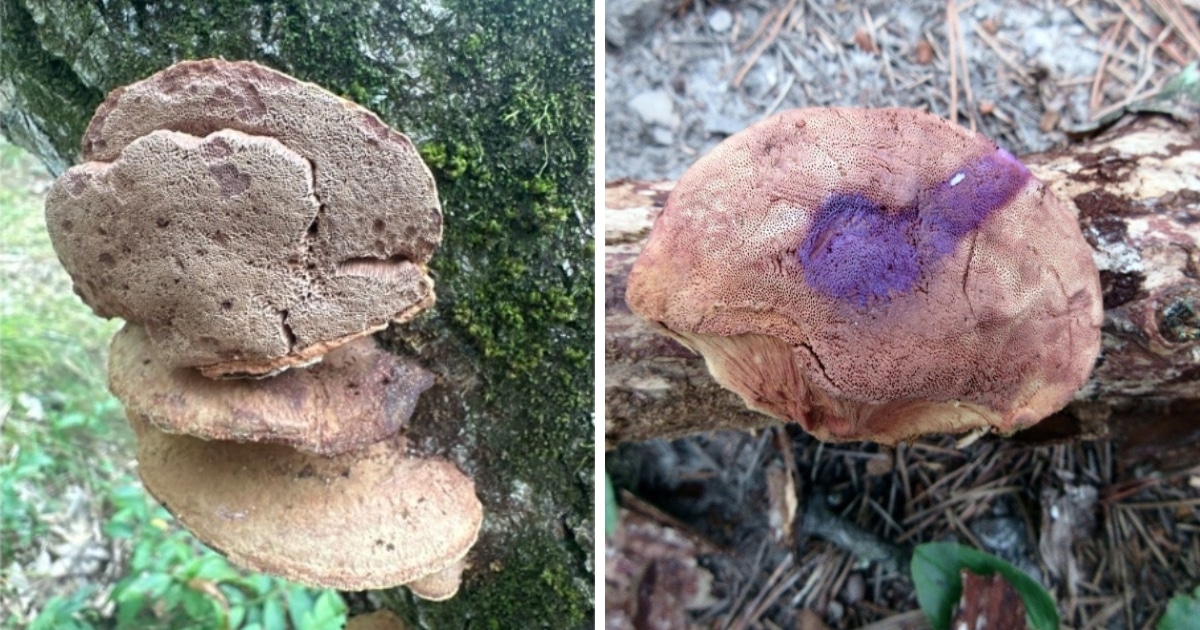 Tender Nesting Polypore: Identification, Lookalikes, and Toxicity ...
