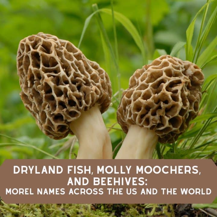 Burn Morels: Why They Fruit in Massive Numbers and Then Vanish ...